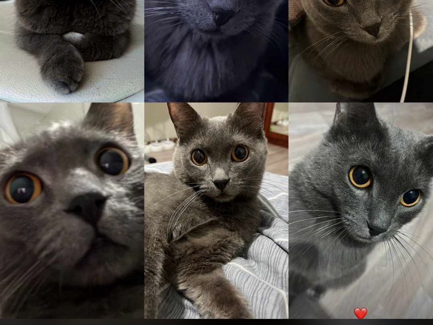 Отдам кота в добрые руки