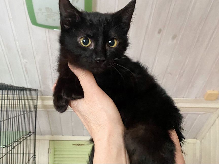 Котёнок в дар
