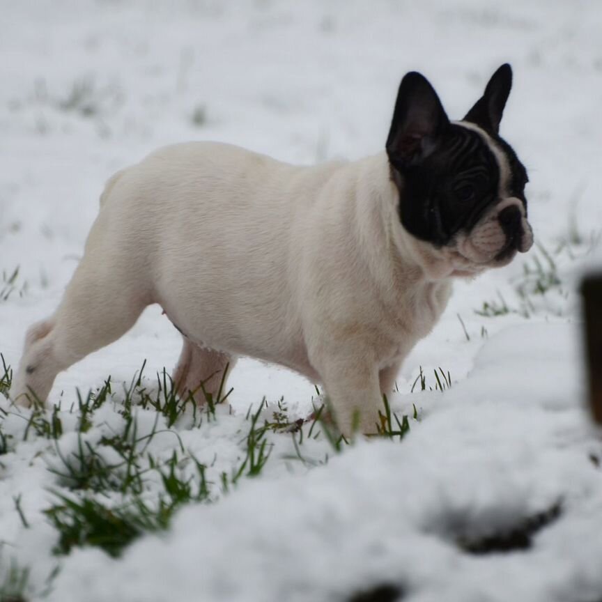 Французский бульдог, щенок
