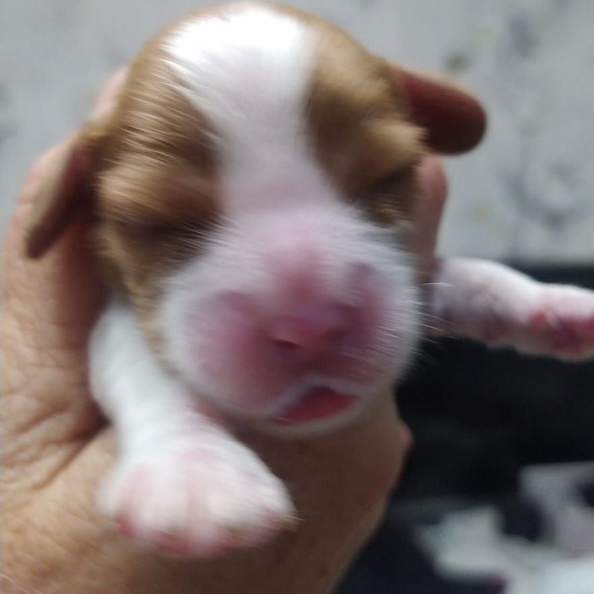 Продам щеночков кавалера кинг чарльз спаниеля