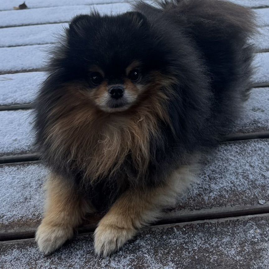 Померанский шпиц, взрослый пёс