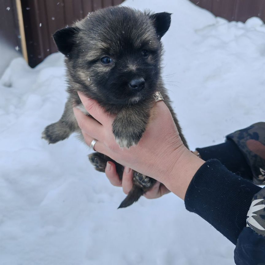 Щенок