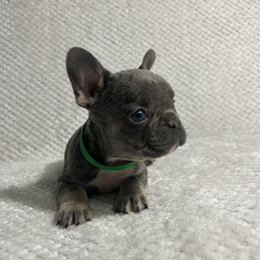 Французский бульдог голубой