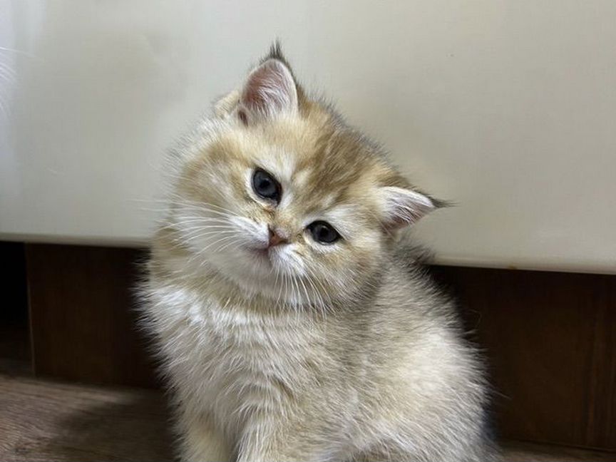 Британские котята золотая шиншилла