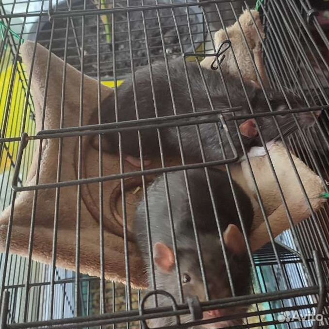 Декоративная крыса