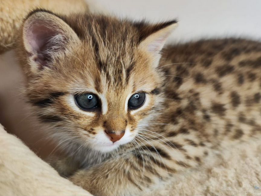 Котята Бри, 50 дикости