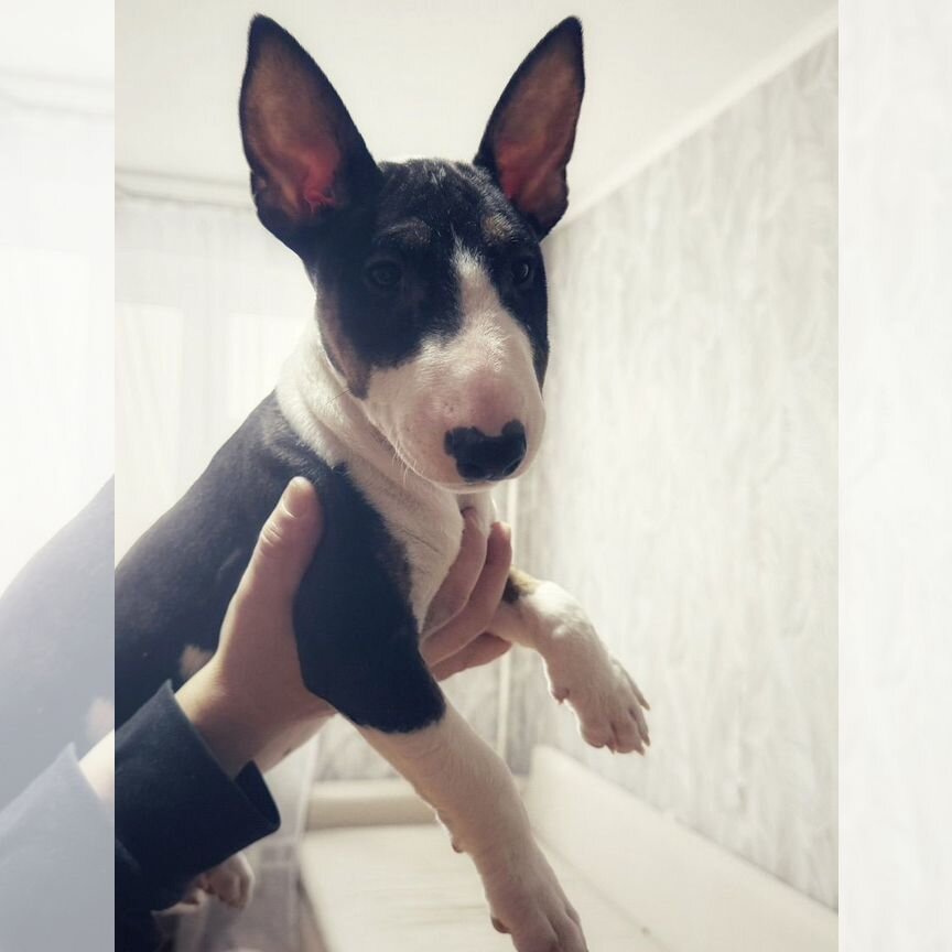 Мини-бультерьер, щенок