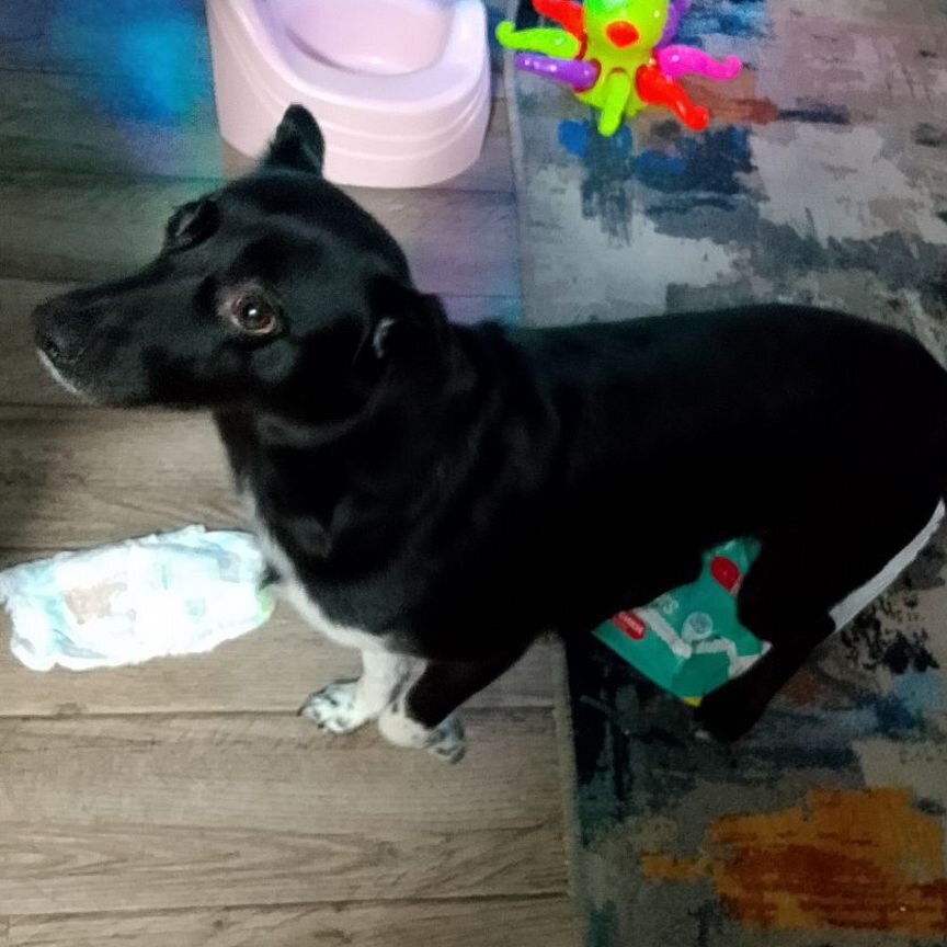 Взрослая собака в добрые руки