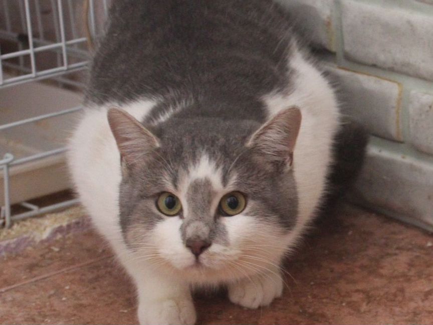 Котик в добрые руки