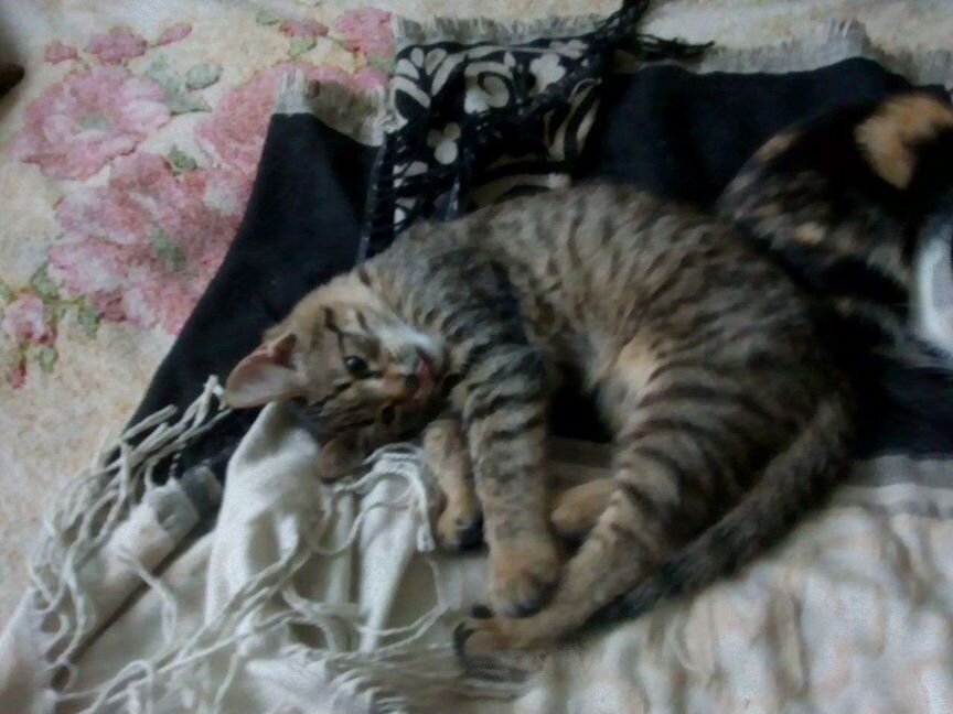 Серенький котёнок-мальчик