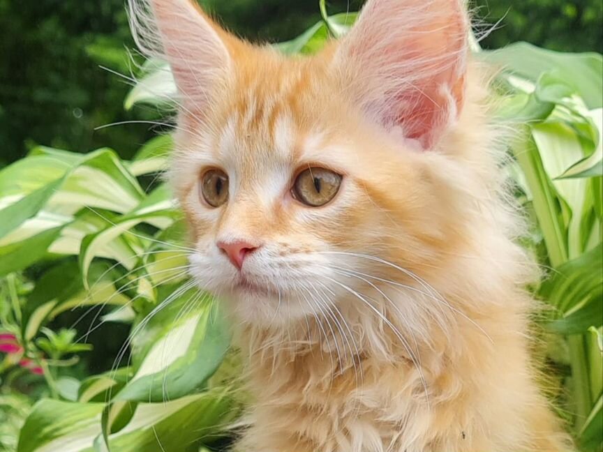 Котята мейн-кун рыжие