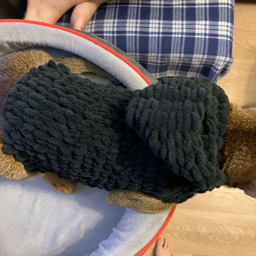 Одежда для котов и собак