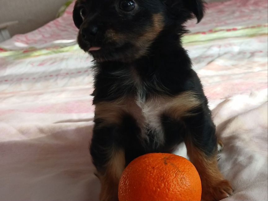 Тойтерьерчики девочки