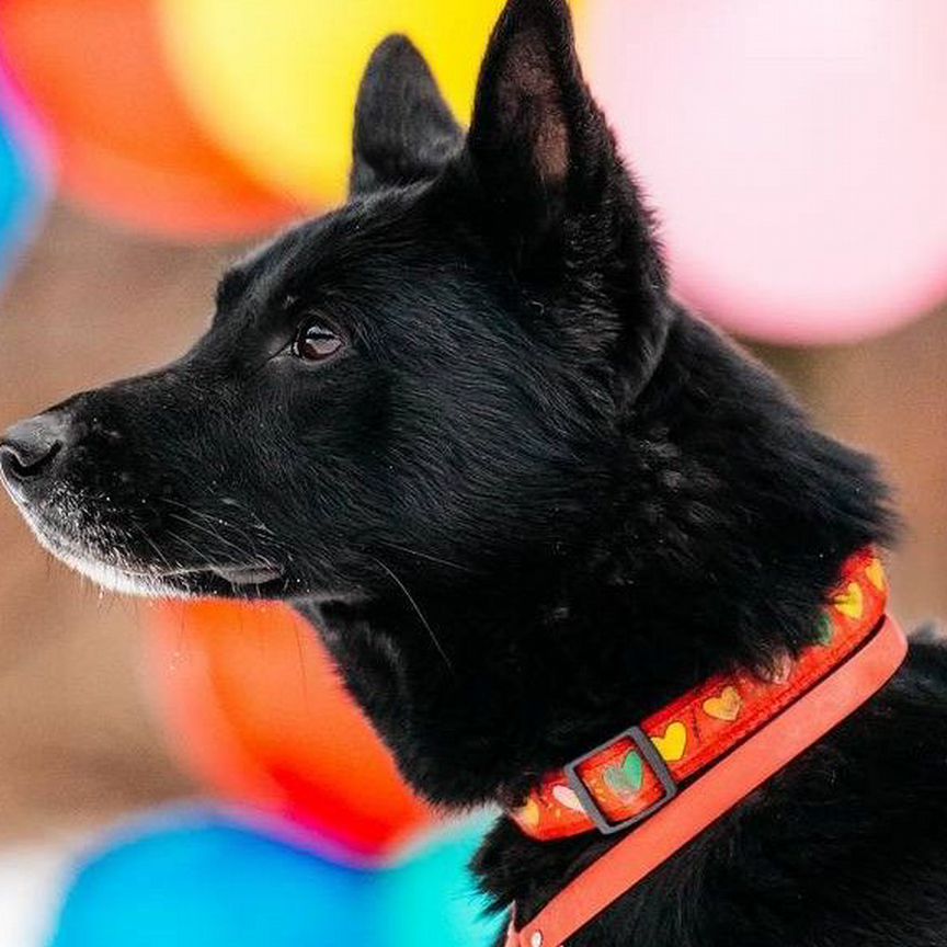 Взрослый пёс в добрые руки