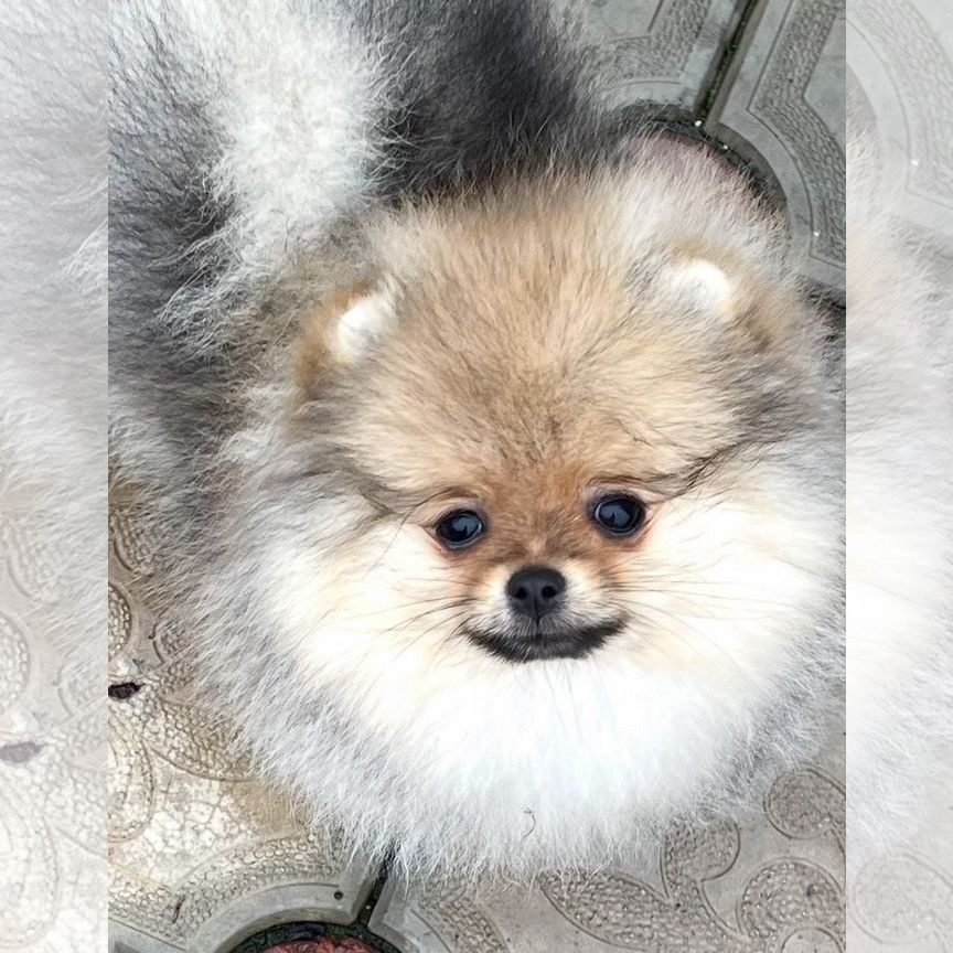 Померанский шпиц, щенок