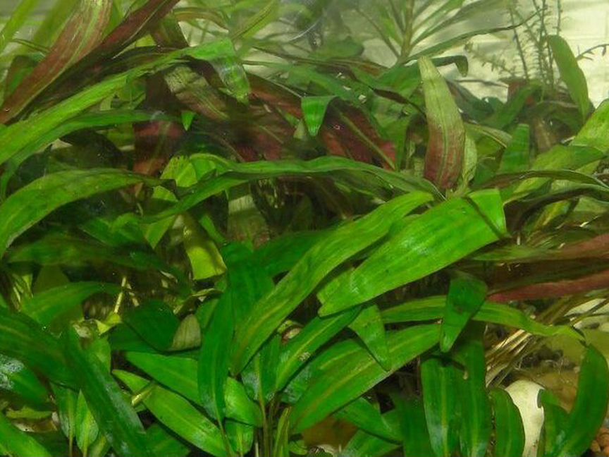 Криптокорина Афинис (меристемное)