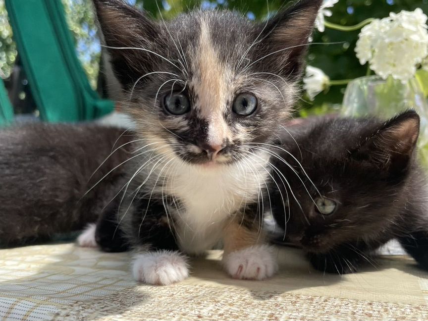 Котята в добрые руки