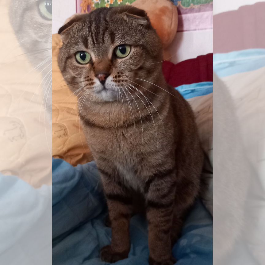 Котик ищет кошечку
