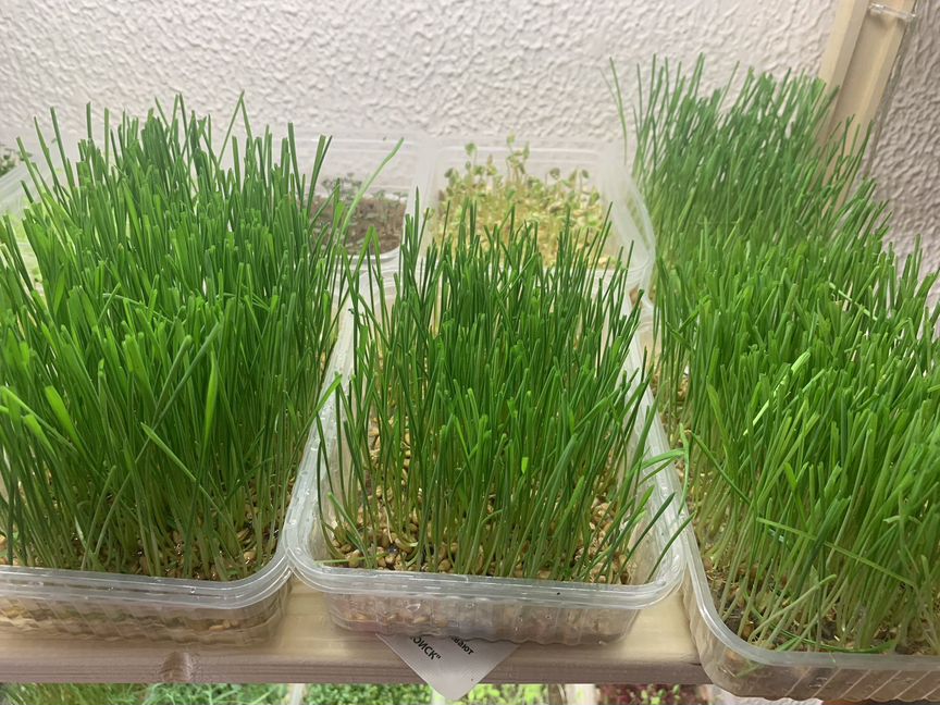 Травка для животных