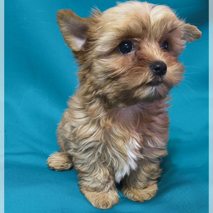 Голдаст-йорк, щенок