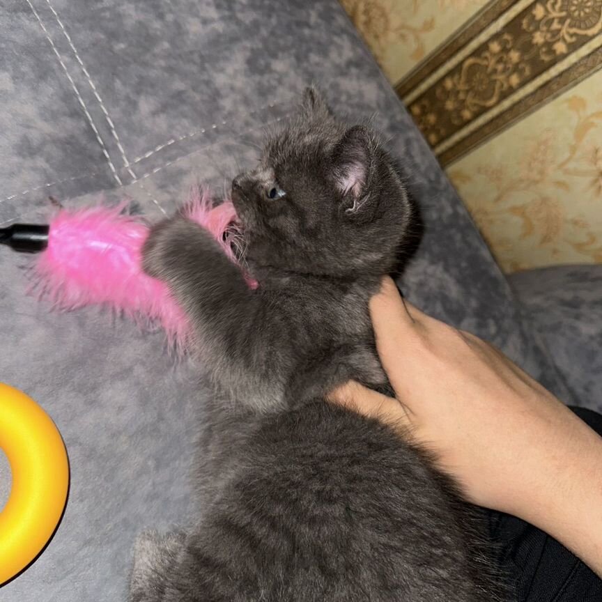 Котенок Британский