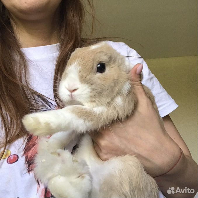 Добрый нежный кролик,7 месяцев
