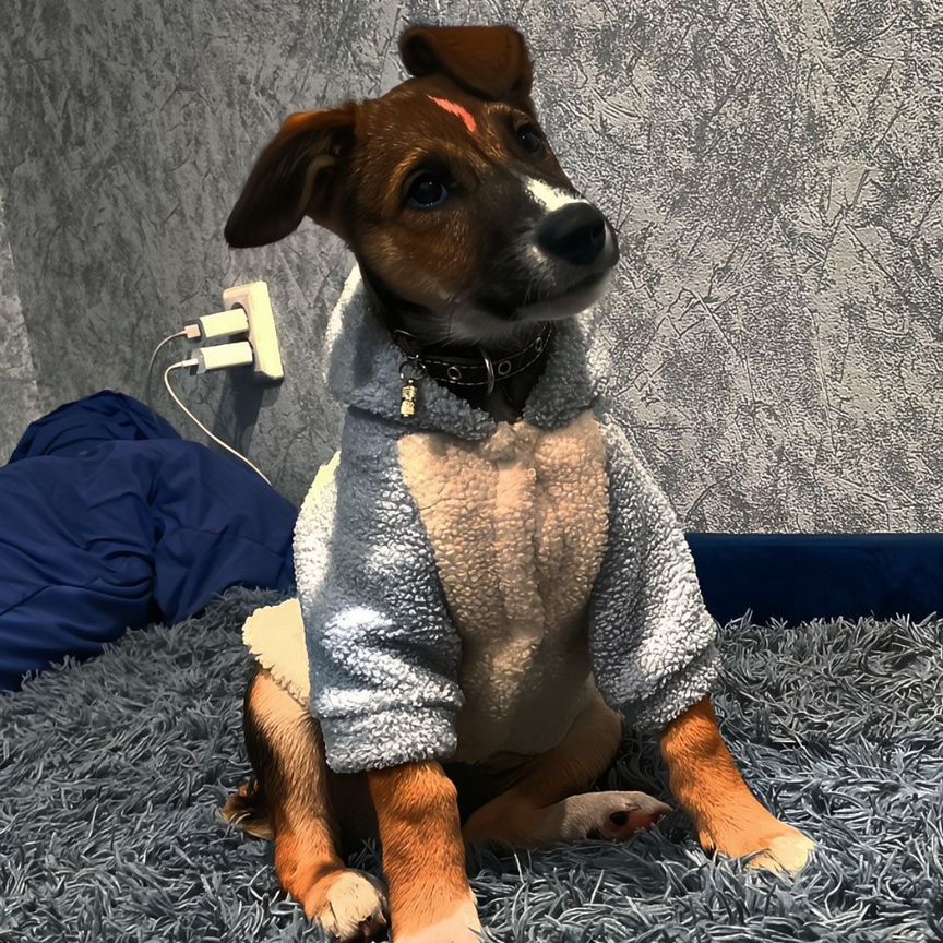 Щенок в добрые руки