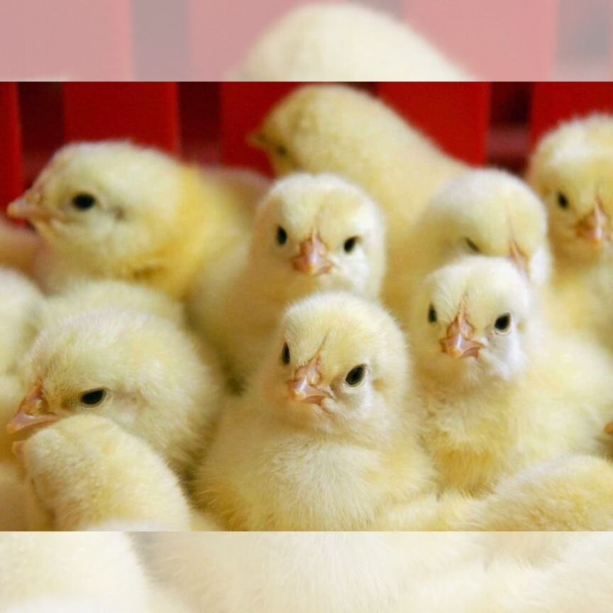 Бройлеры однодневные Венгрия цыплята