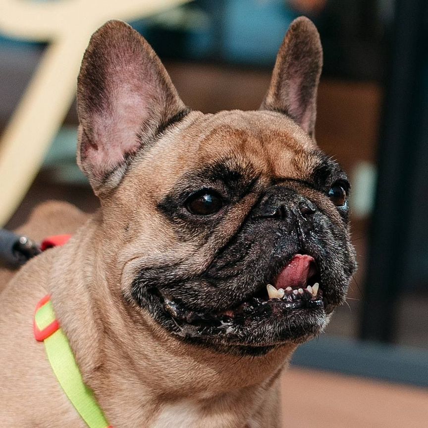 Французский бульдог в добрые руки