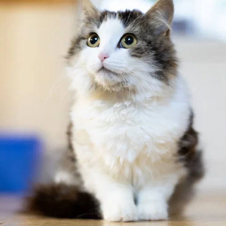 Коротколапая кошечка Челси