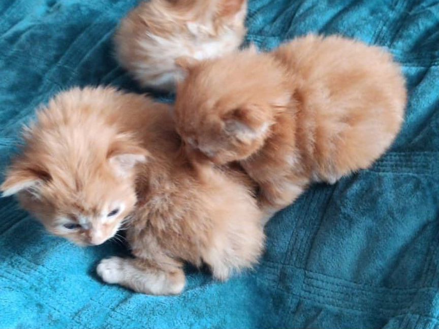 Курильский бобтейл