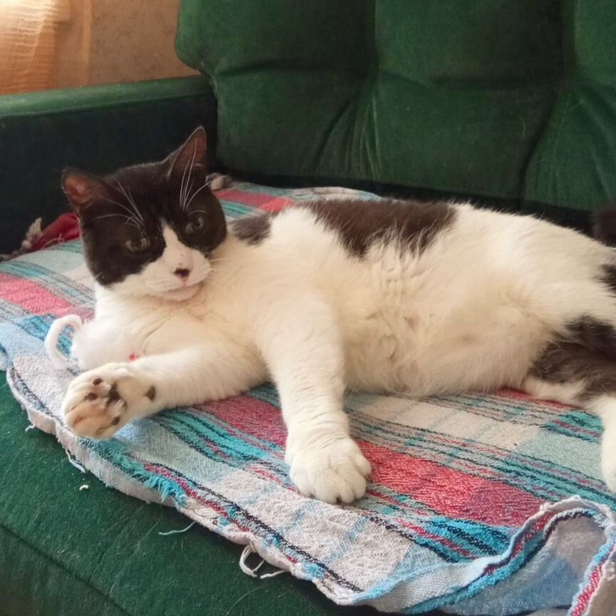 Пожилой котик ищет доживание