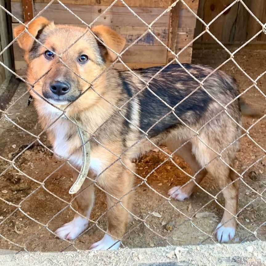 Щенок стерилизованная бесплатно в добрые руки