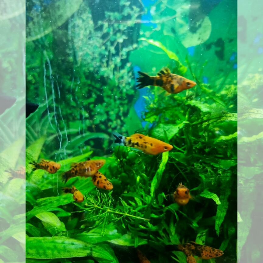 Меченосцы, Гуппи