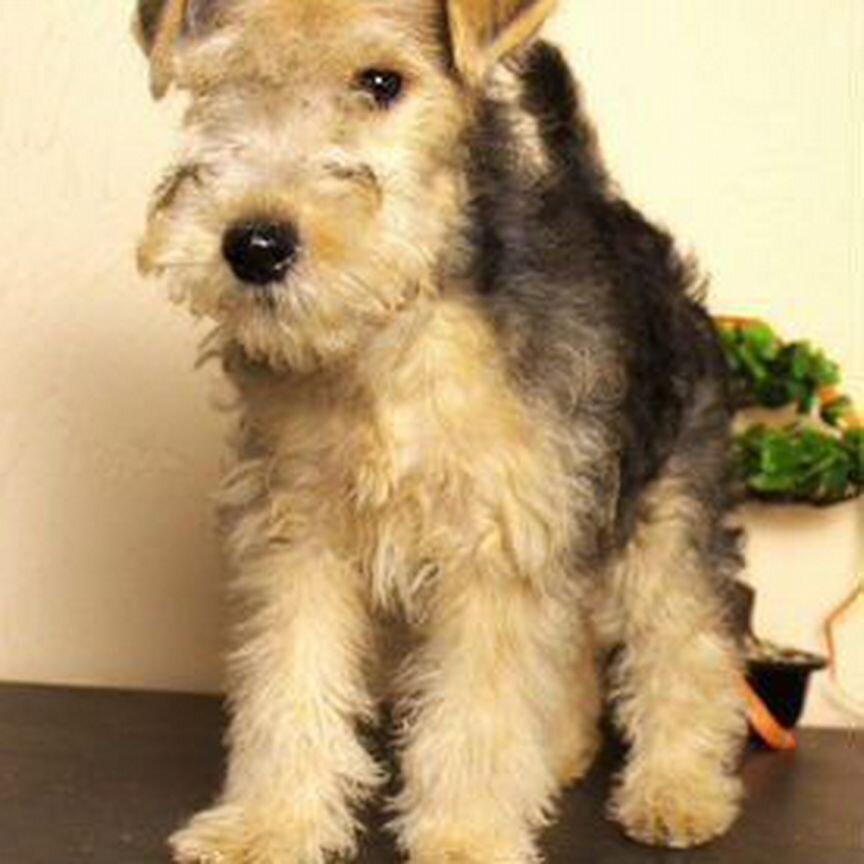 Лейкленд-терьер, щенок