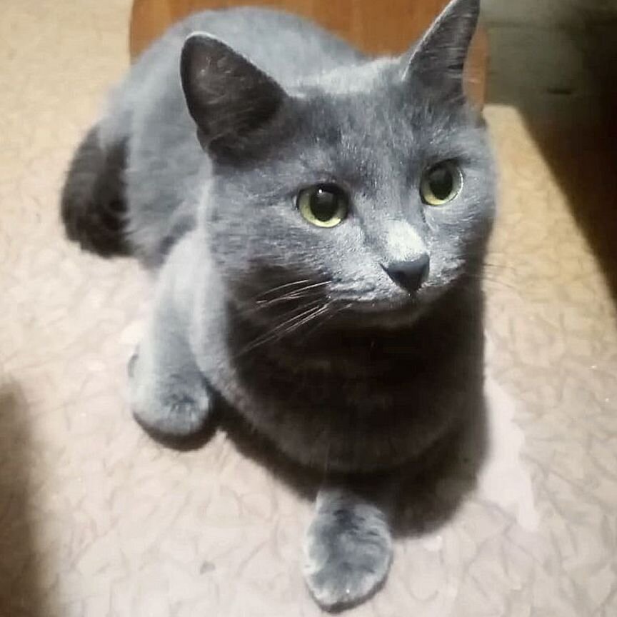 Кот 1 год кастрирован