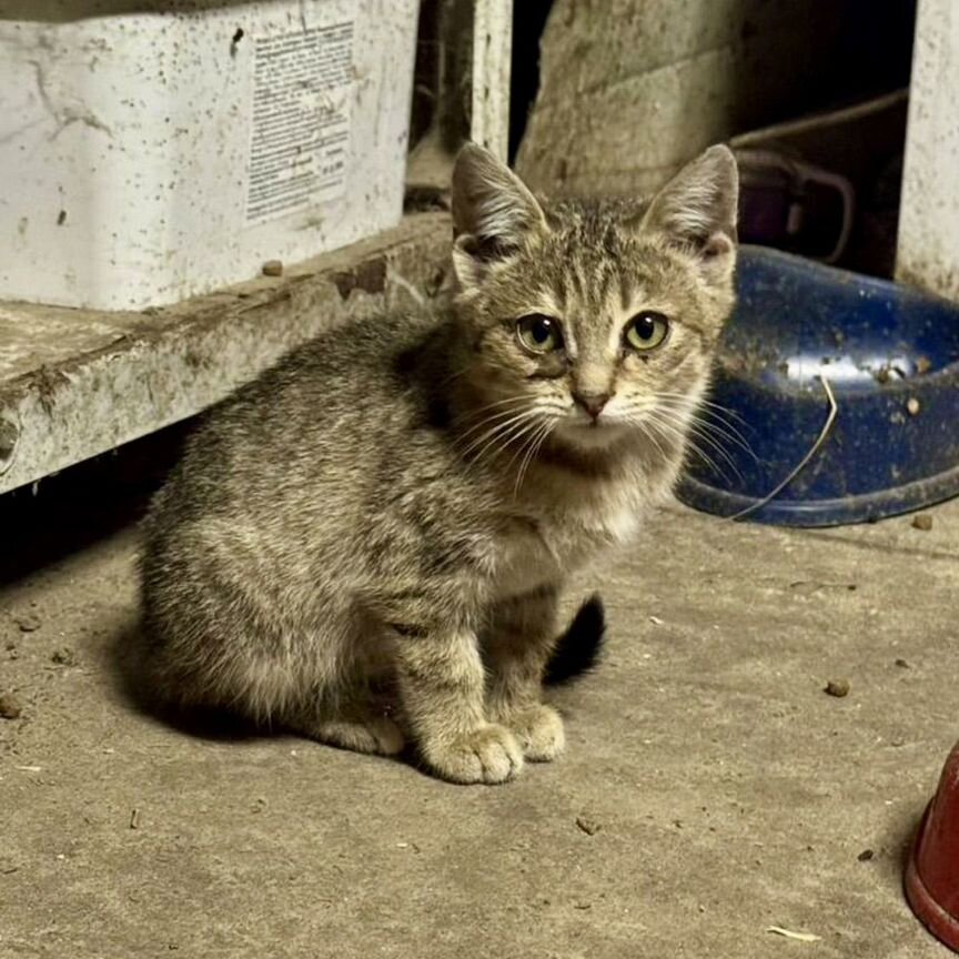 Котёнок в добрые руки