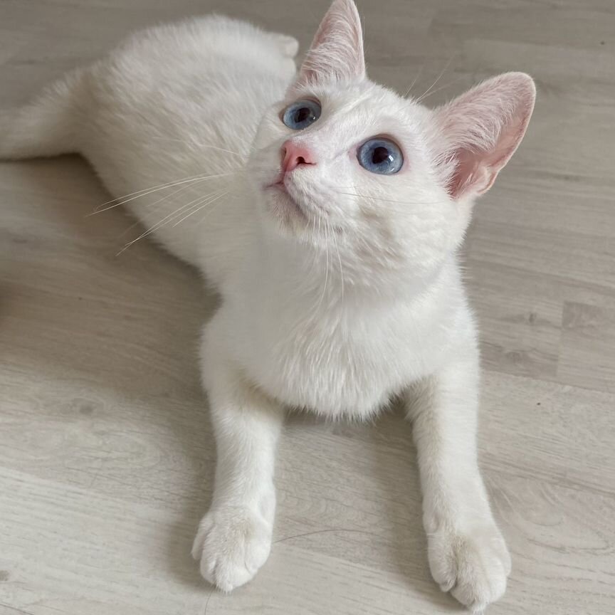 Взрослая, Девочка кошка в добрые руки