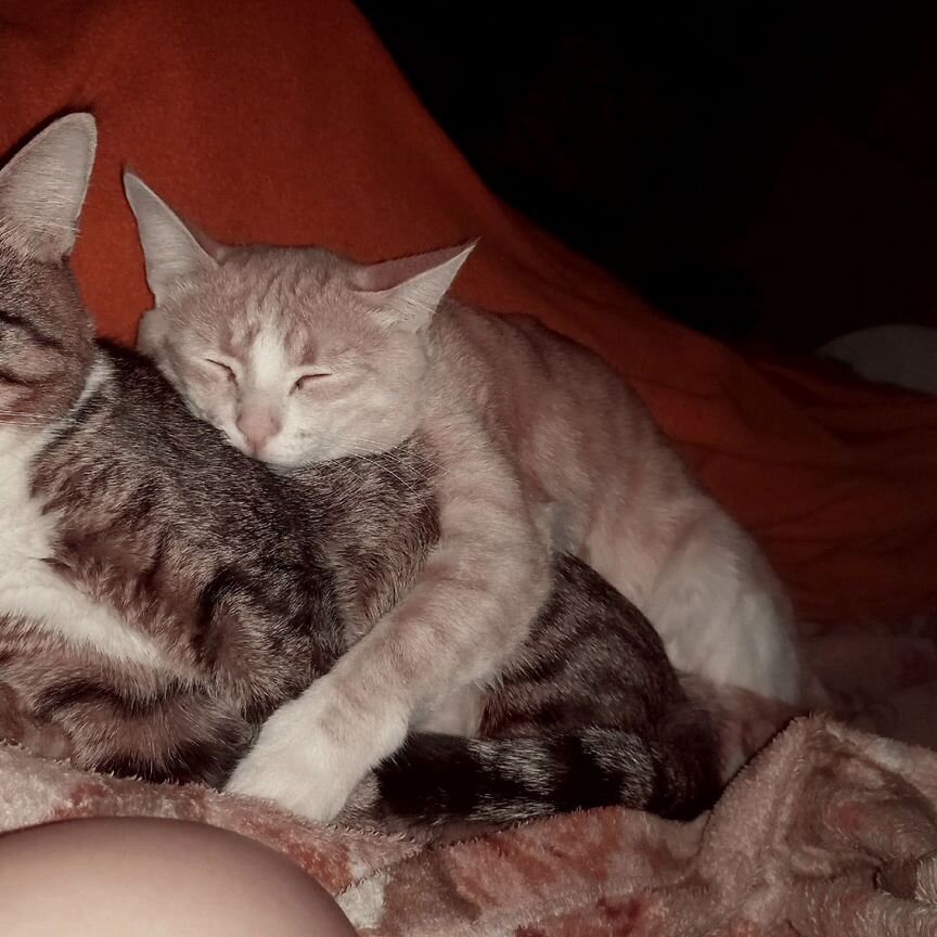 Отдам в добрые руки