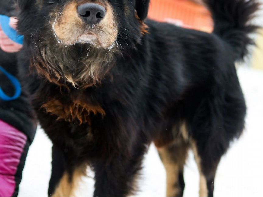 Собака в добрые руки