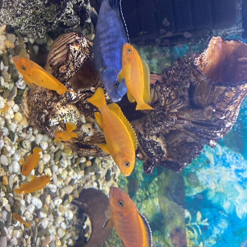 Салуози коррал риф
