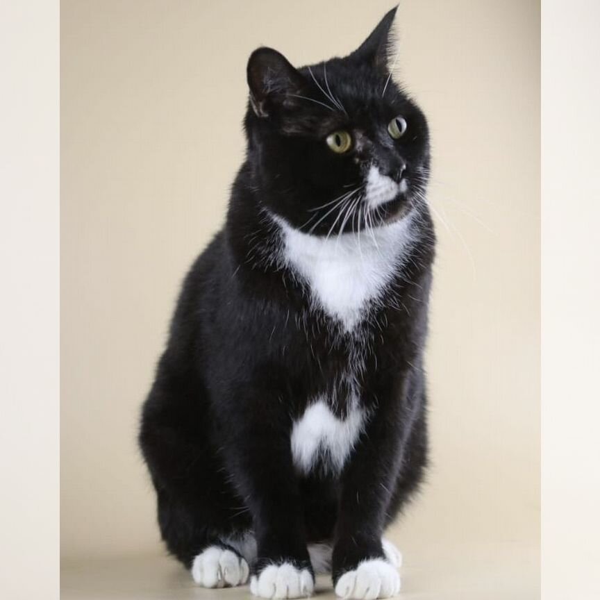 Взрослый кот в добрые руки