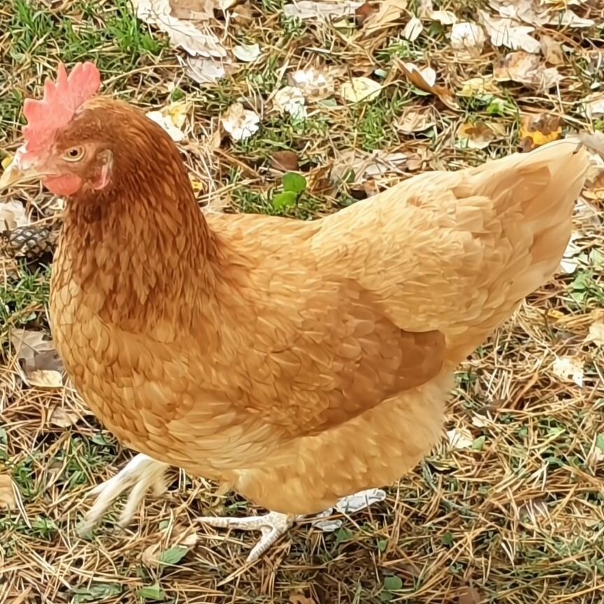 Курицы 2 года