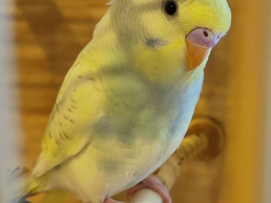 Два волнистых попугая, мальчики, птенцы