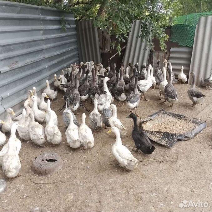 Утки черри велли,гуси крупный серый