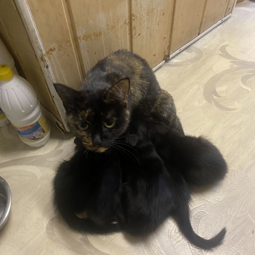 Котята 5 шт черные