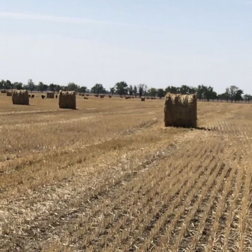 Солома пшеничная