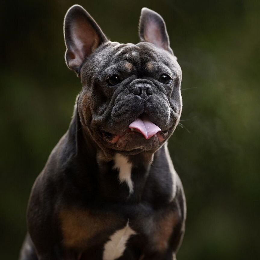 Французский бульдог, вязка