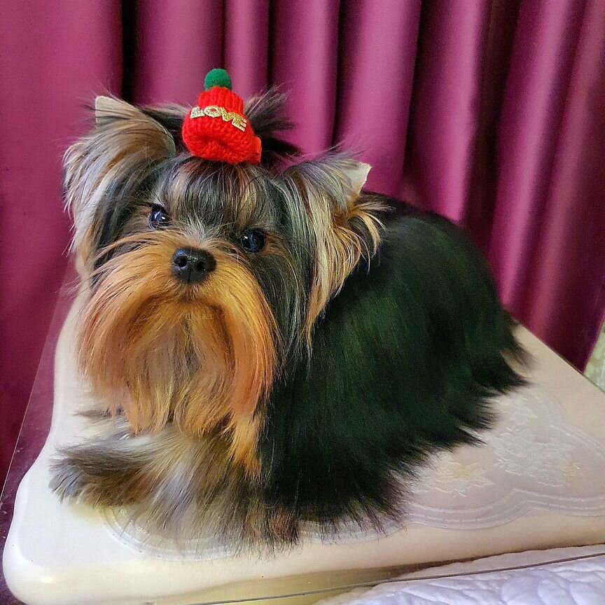 Мальчик мелкий стандарт РКФ