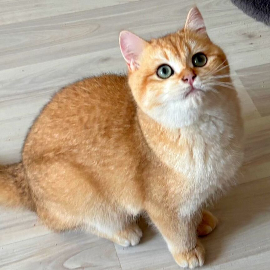 Британский короткошёрстный котёнок